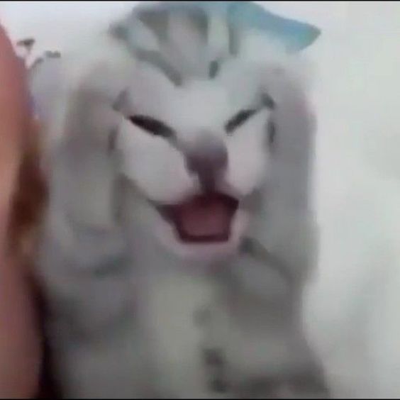145 Funny Cat Memes Your Daily Dose Of Kitty - BoomSumo