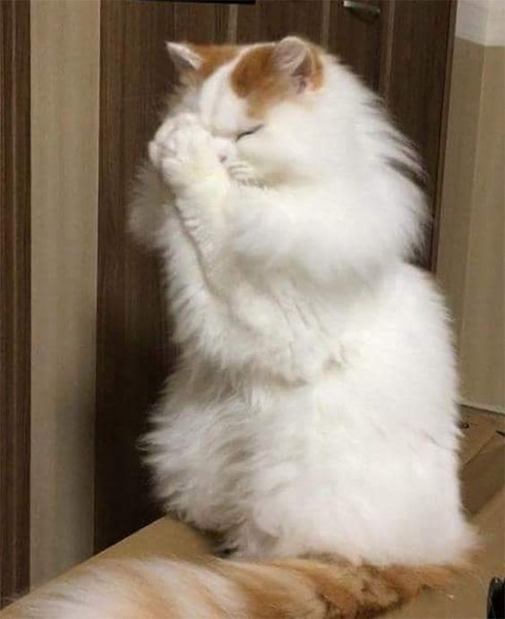 145 Funny Cat Memes Your Daily Dose Of Kitty - BoomSumo