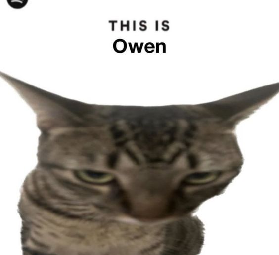 145 Funny Cat Memes Your Daily Dose Of Kitty - BoomSumo
