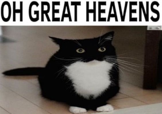 145 Funny Cat Memes Your Daily Dose Of Kitty - BoomSumo