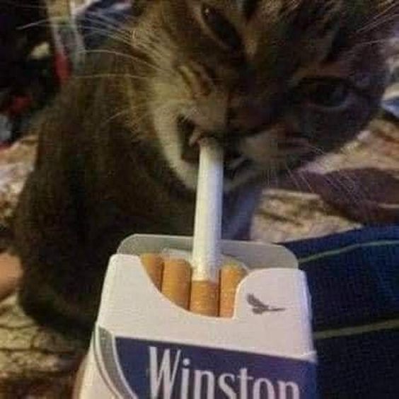 145 Funny Cat Memes Your Daily Dose Of Kitty - BoomSumo