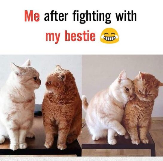 100+ Friendship Memes Funny Best Friends Bff - BoomSumo
